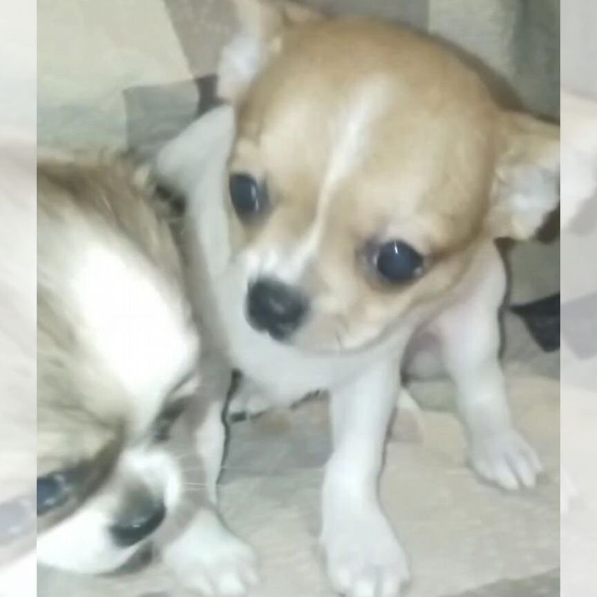 Чихуахуа, щенок