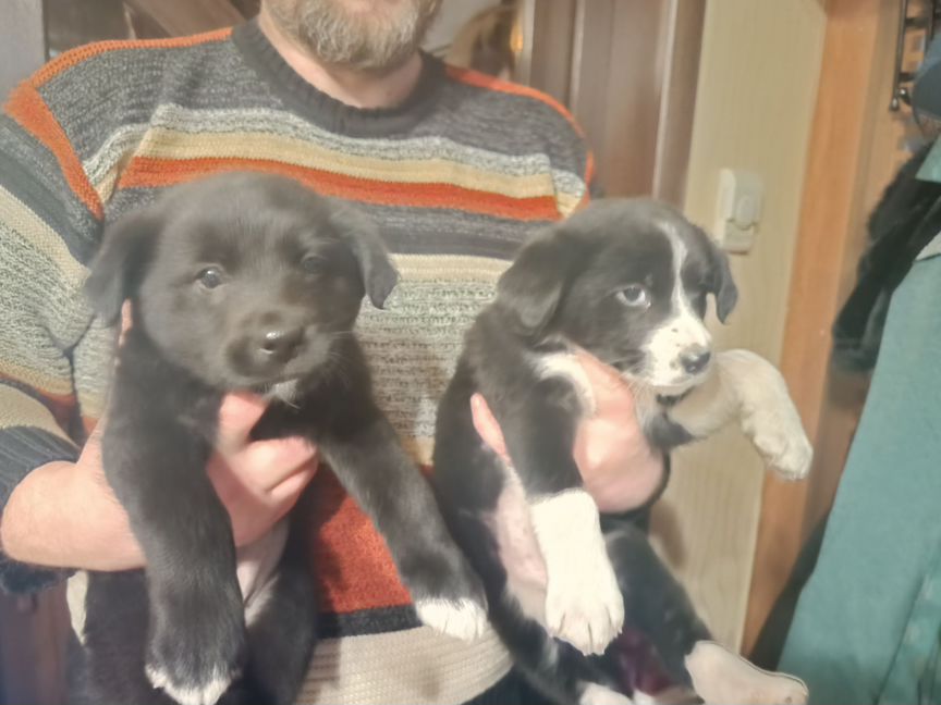 Отдам в добрые руки 2 щенка девочки