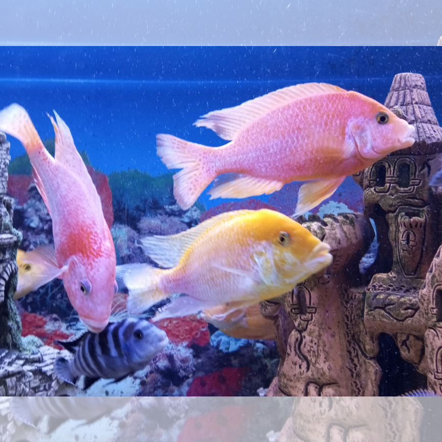 Аквариумные рыбки лунакары земляничные