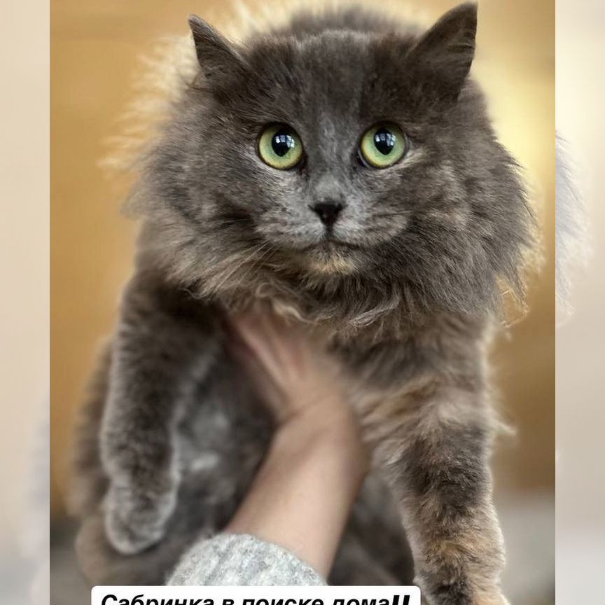 Кошечка в добрые руки