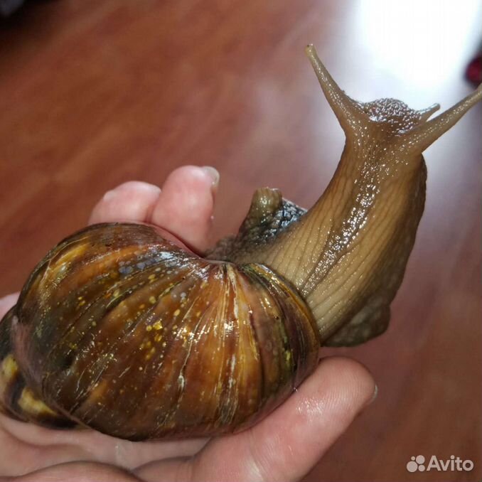 Улитки ахатины бесплатно