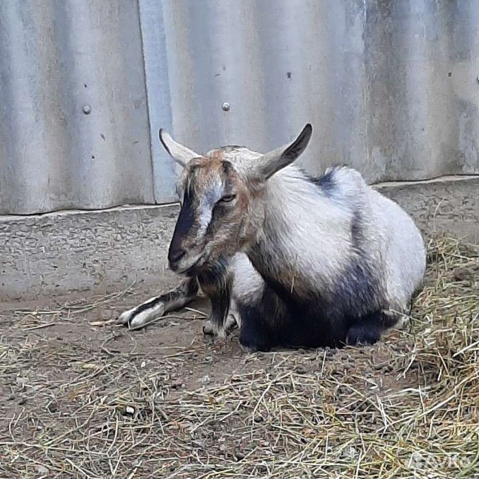 Козел альпийский