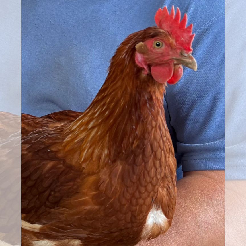 Курицы несушки домашние