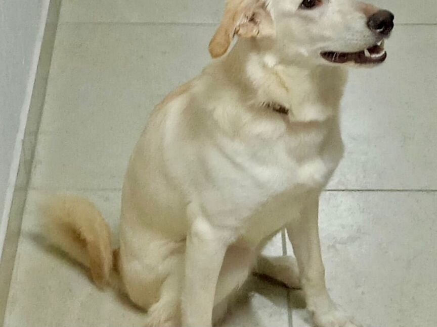 Хорошая бавшедомашняя девочка Соня