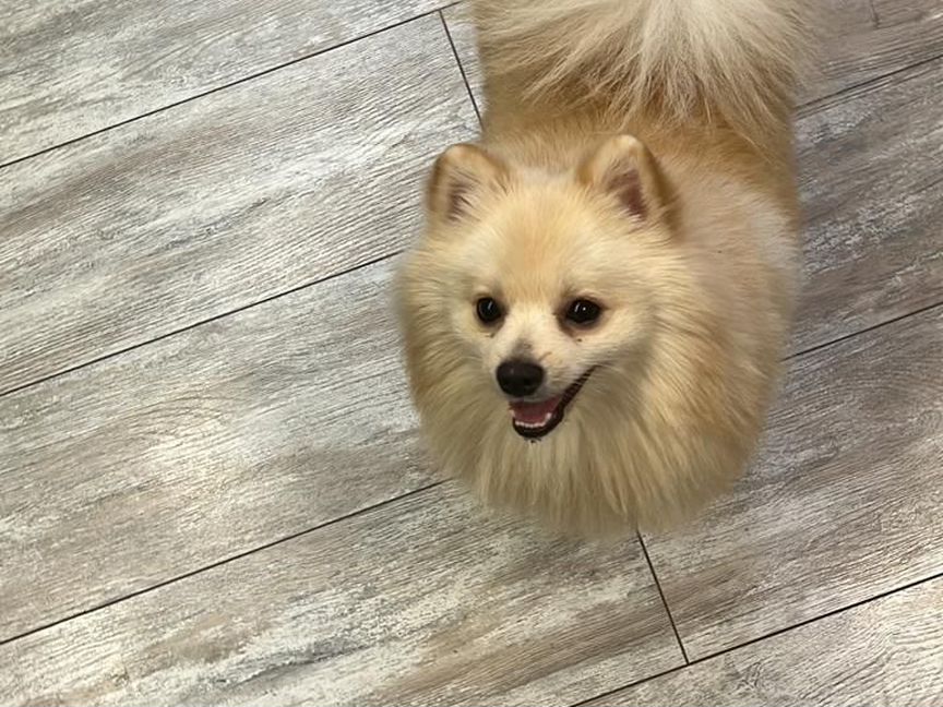 Собака Немецкий шпиц