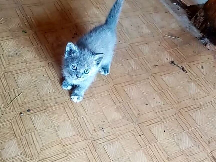 Кошечки