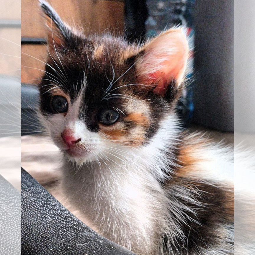 Кошечка