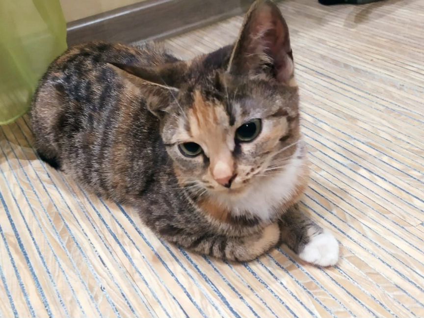 Зеленоглазый котёнок в добрые руки