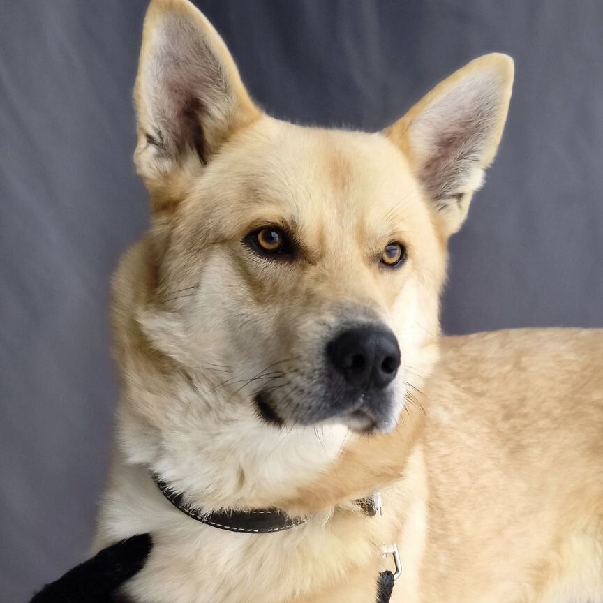 Взрослый пёс в добрые руки