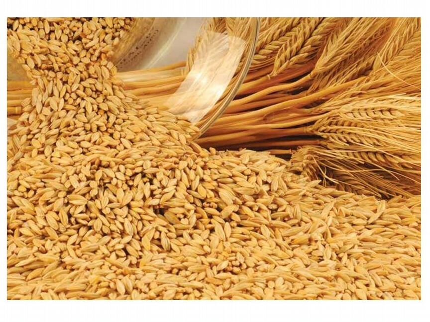 Зерно пшеница/ячмень