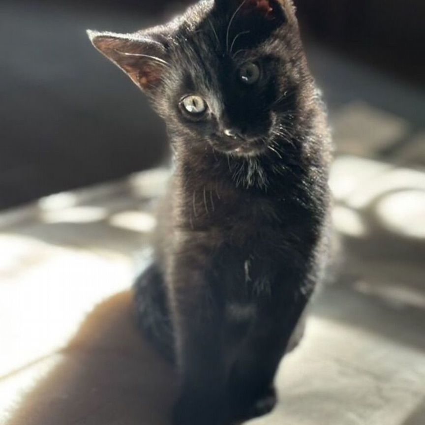 Котенок в добрые руки