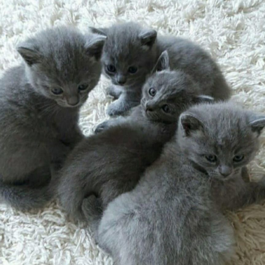 Котята русская голубая