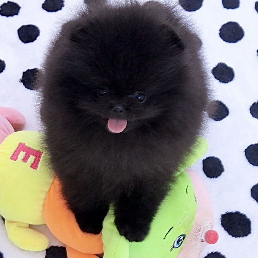 Померанский шпиц, щенок