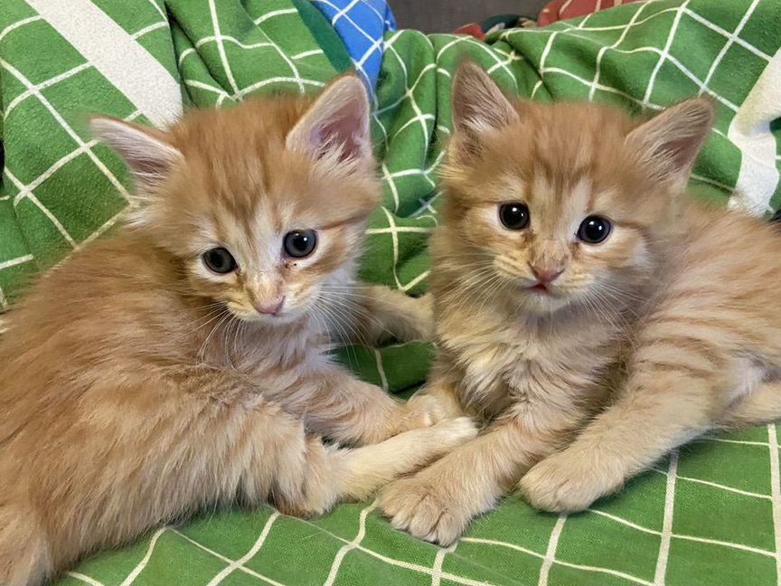 Котята Курильского бобтейла