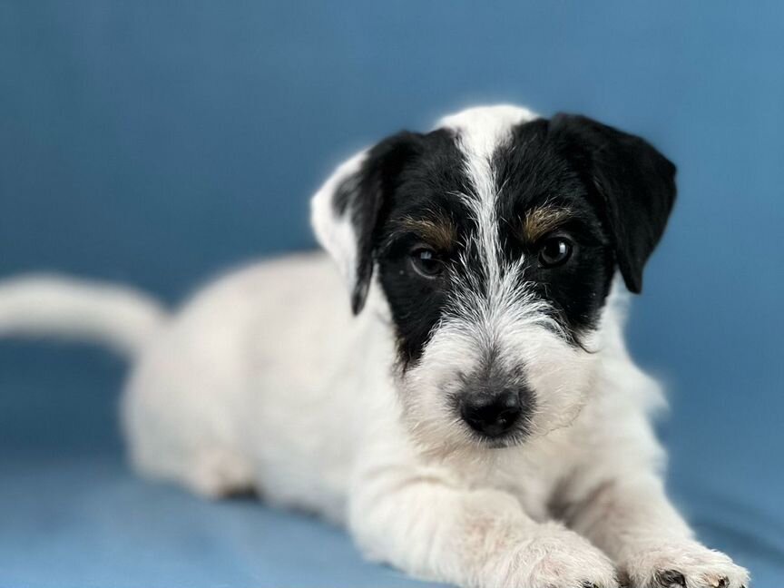 РКФ щенок Джек Рассел терьер