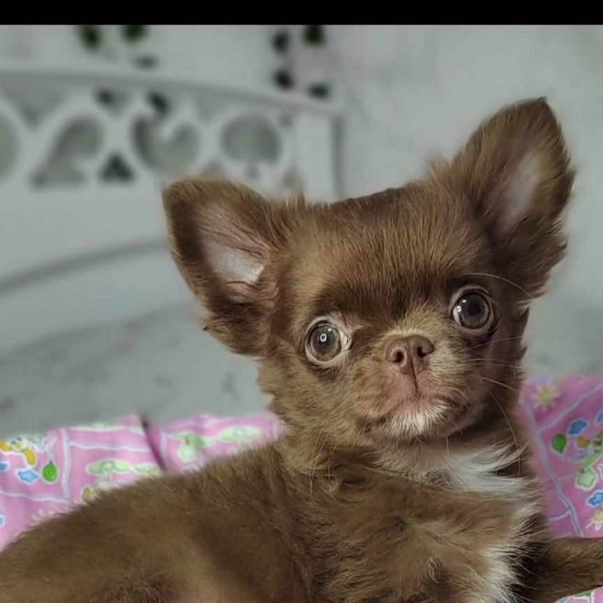 Чихуахуа мини