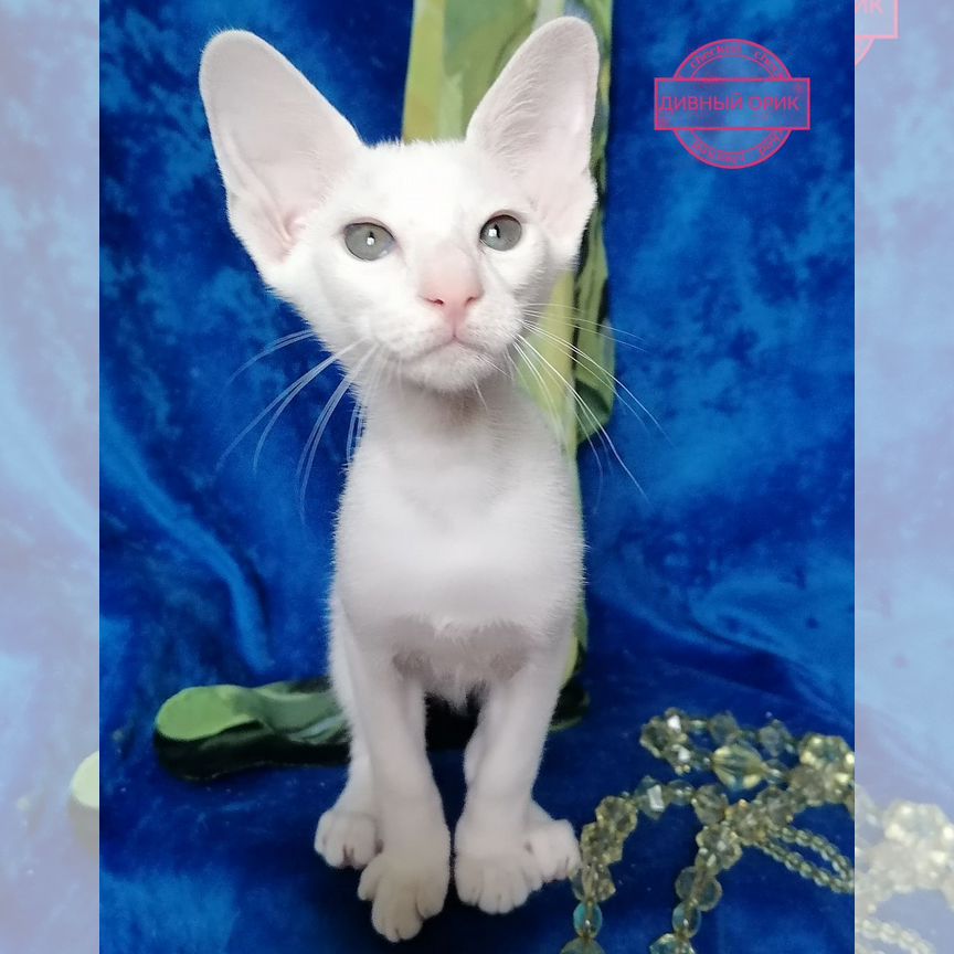 Ориентальный котёнок