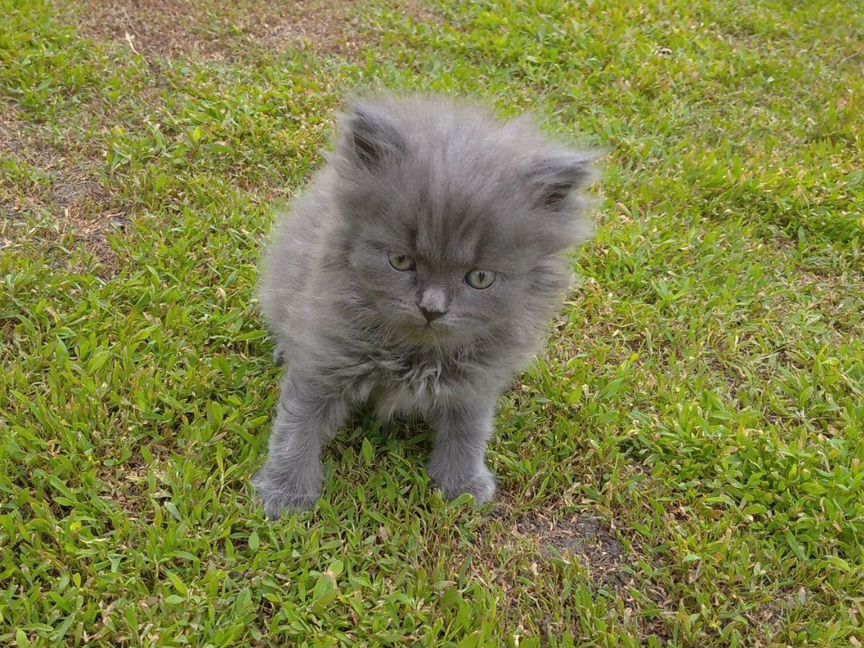 Котик ищит хозяина