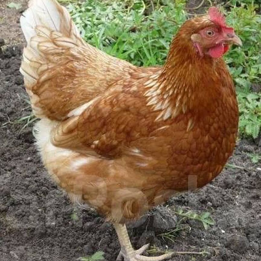 Куры несушки