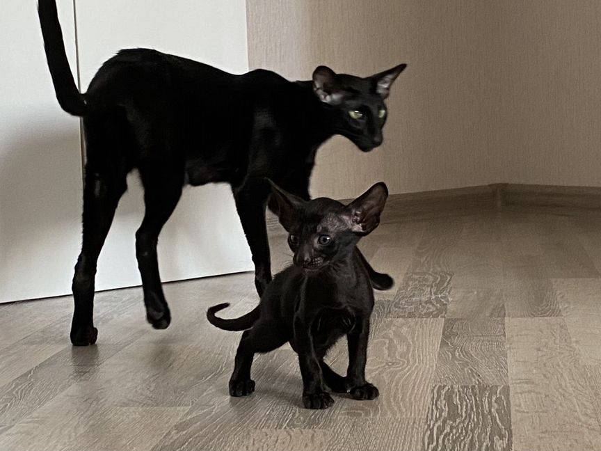 Ориентальные котята разных окрасов