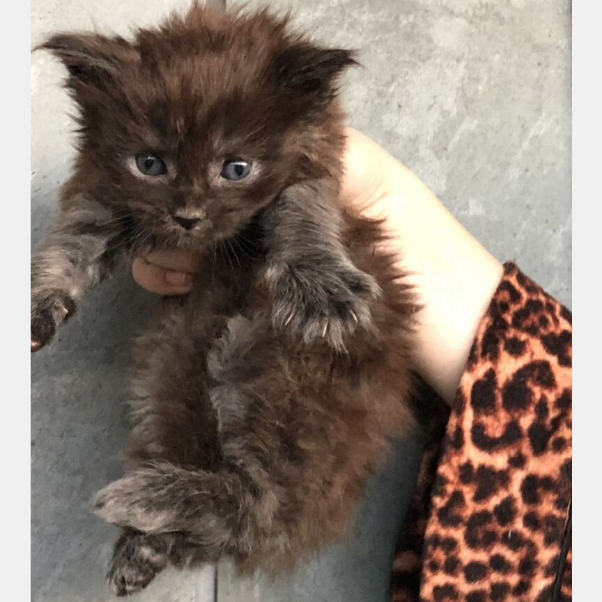 Котята мейн-кун чистокровные