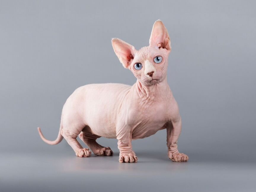 Канадский сфинкс девочка