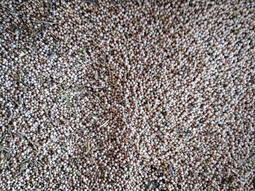 Горох кормовой, рыбалка прикорм