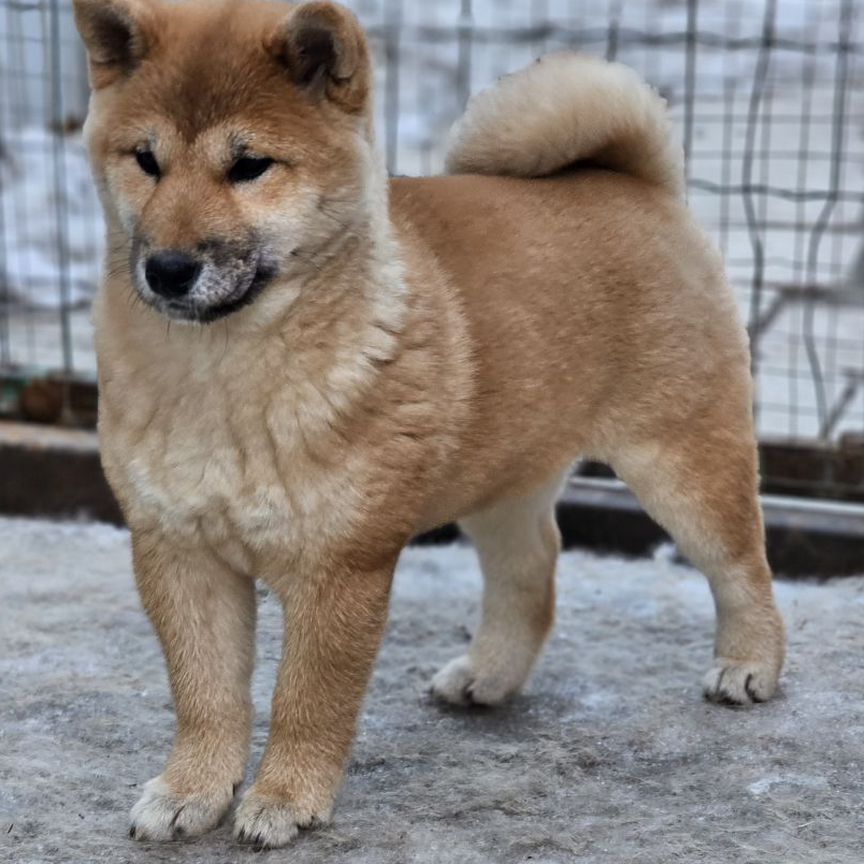 Сиба ину рыжая девочка