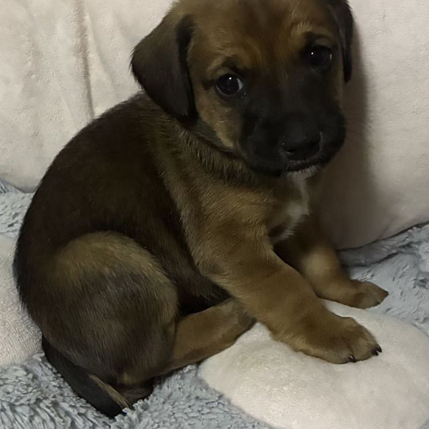 Цвергпинчер, щенок