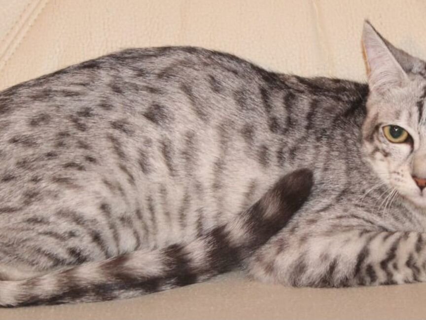 Саванна F5 в добрые руки