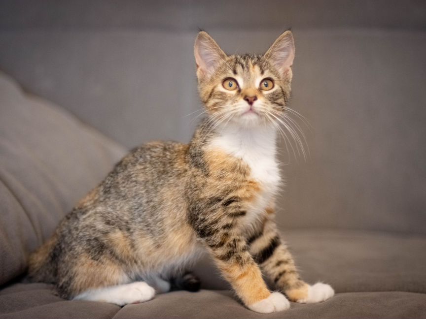 Котенок ищет дом