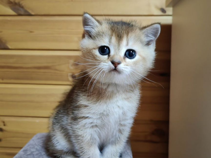 Котик британец золотая шиншилла