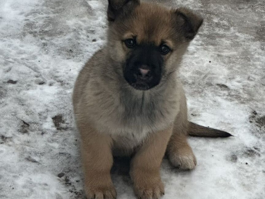 Щенок в добрые руки бесплатно