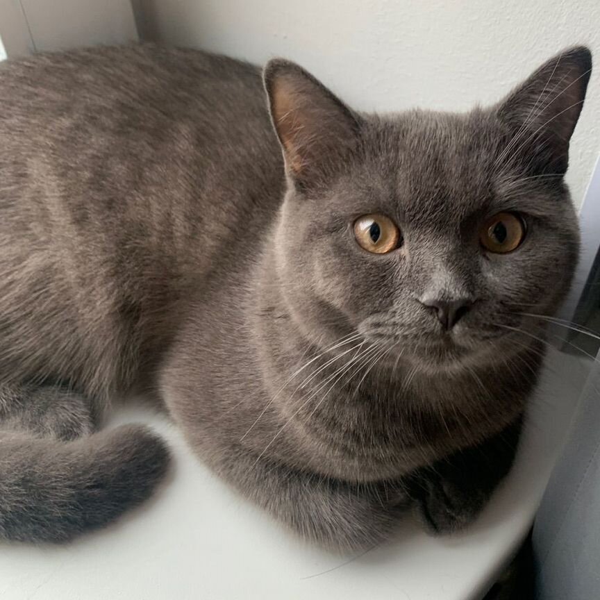 Шотландский прямоухий короткошёрстный, взрослый кот