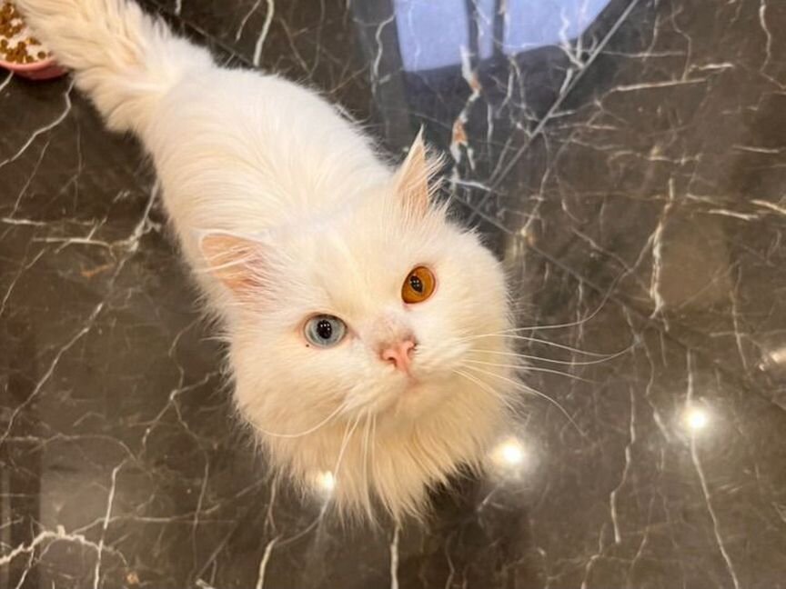 Котик Ластик