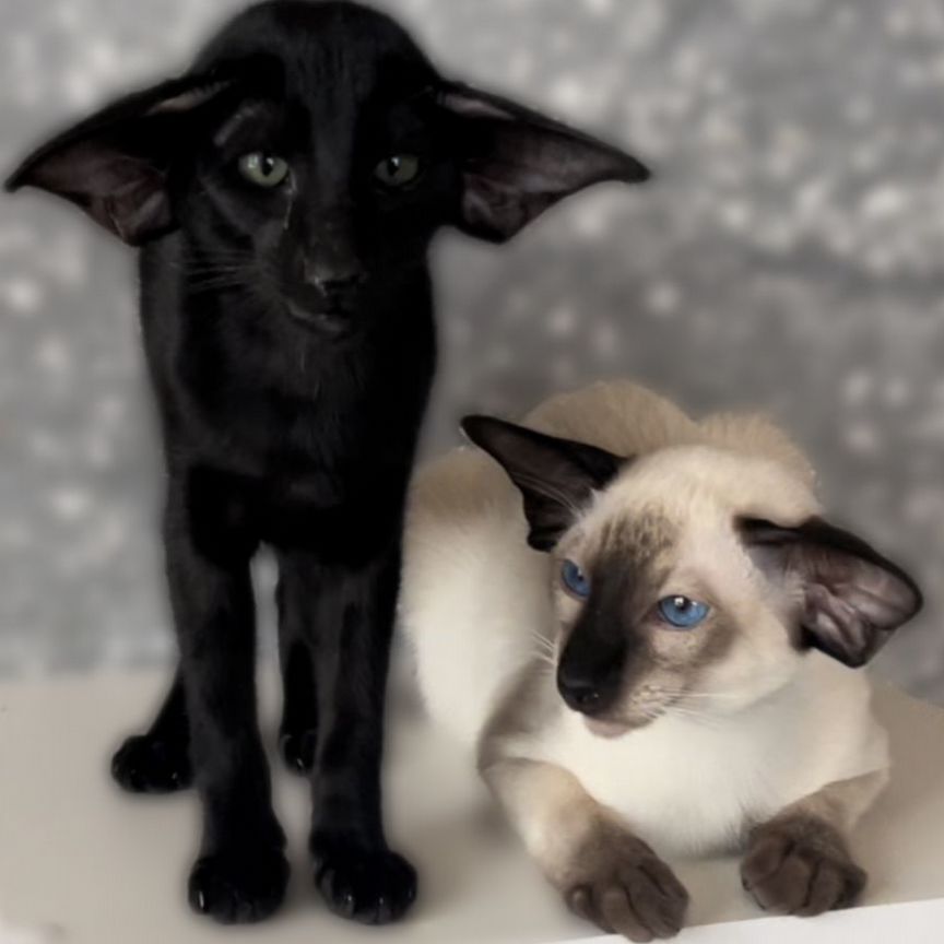 Ориентальный котёнок