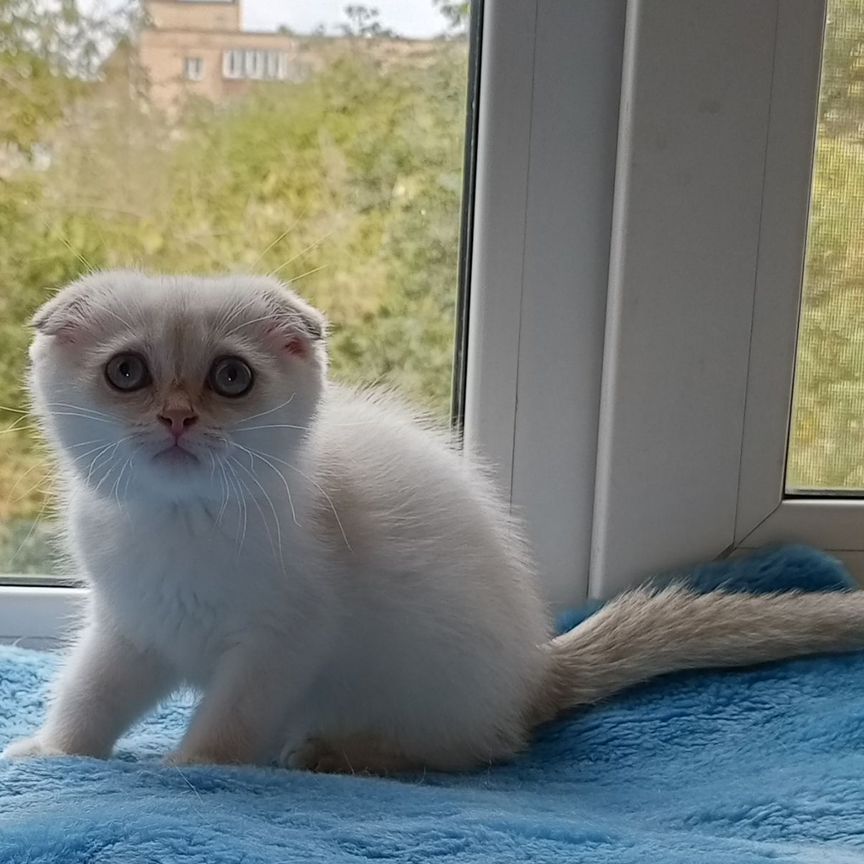 Шотландская вислоухая девочка