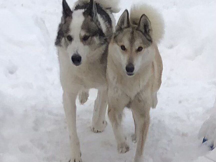 Щенки лайки западно-сибирской