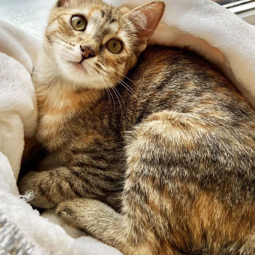 Котенок-девочка в добрые руки