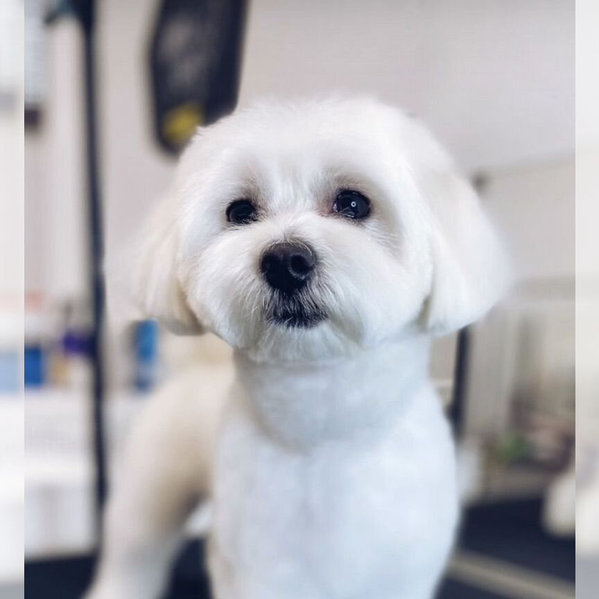 Мальтезе кобель вязка