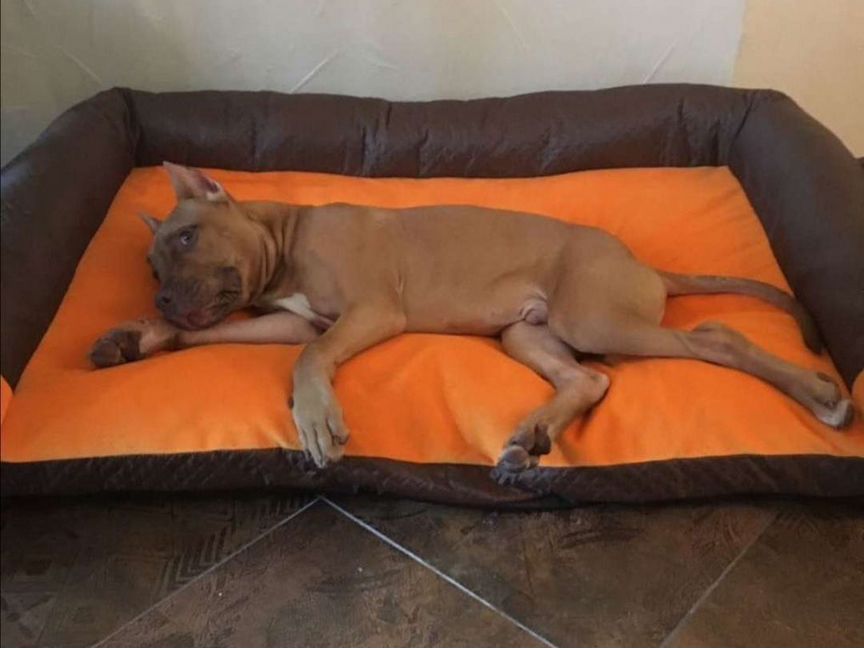 Лежанка для собак любых размеров