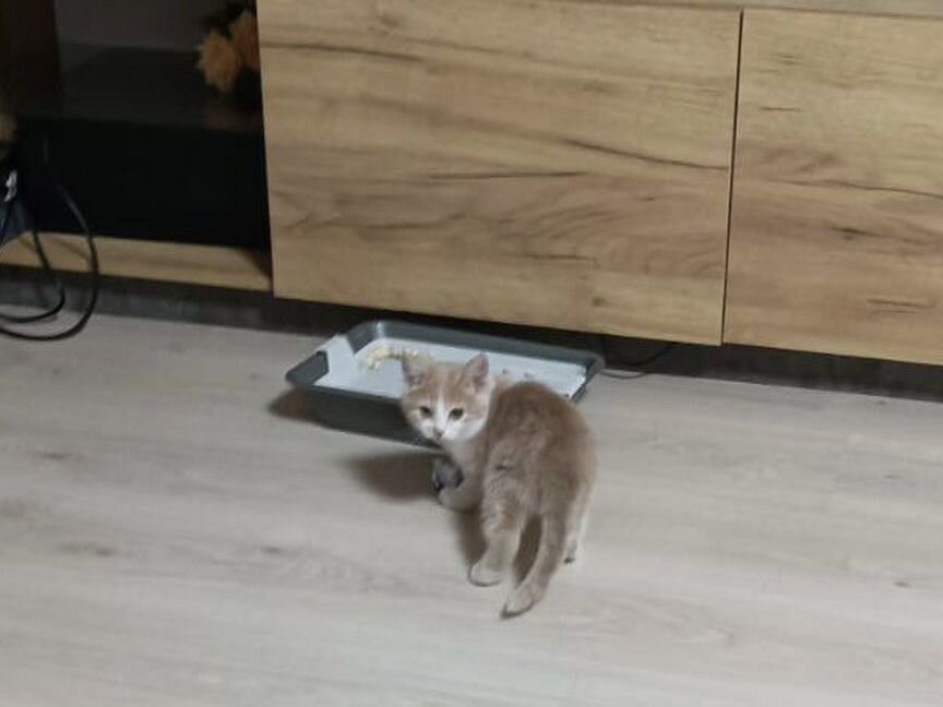 Персиковый котенок девочка
