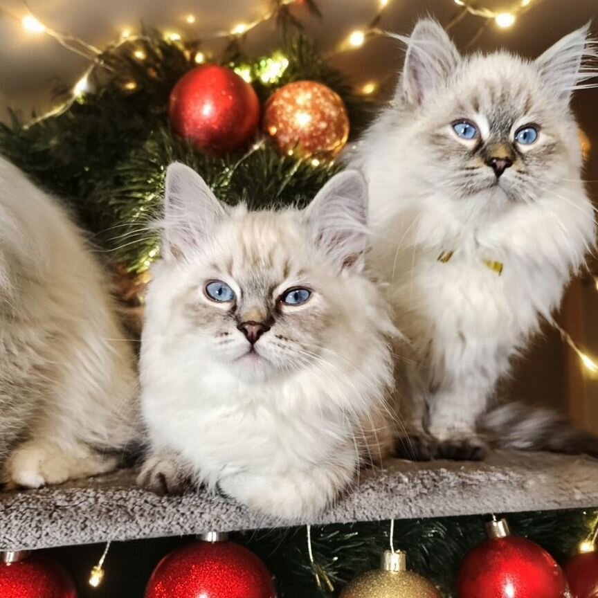 Невский маскарадный котёнок