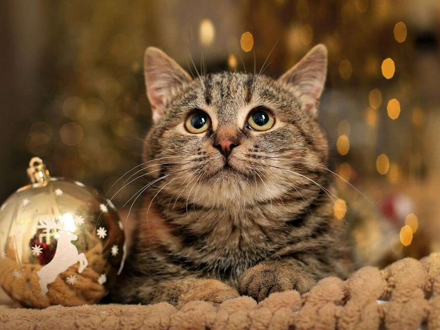 Кошка Шая 5 мес
