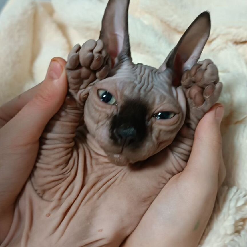 Канадский сфинкс