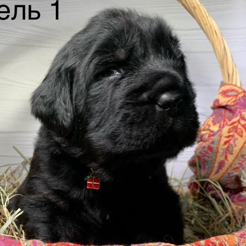 Продажа щенков тибетского мастифа