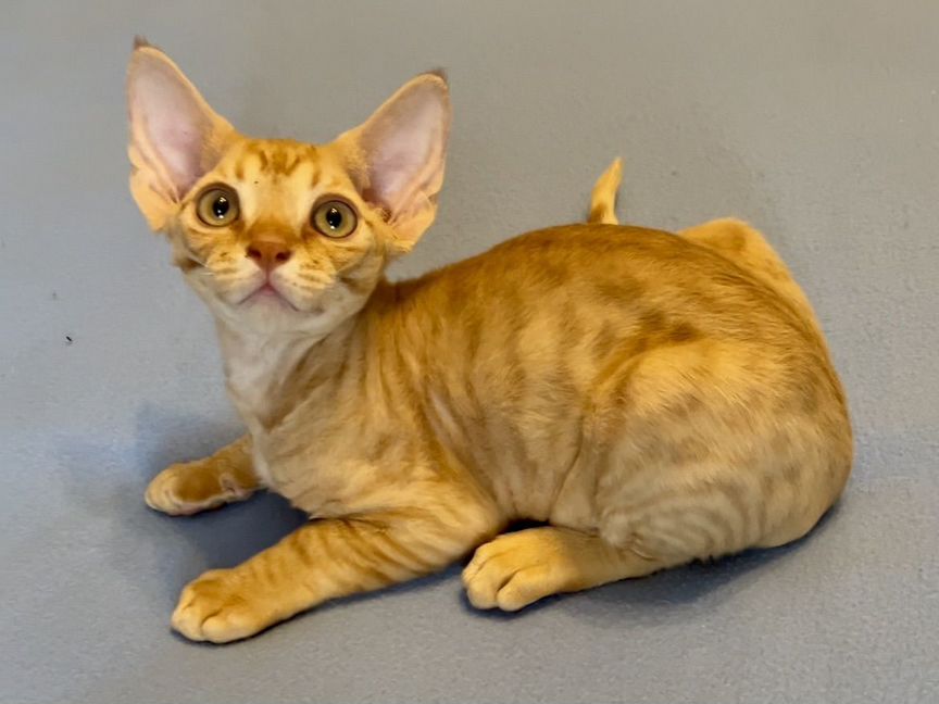 Котенок девон-рекс