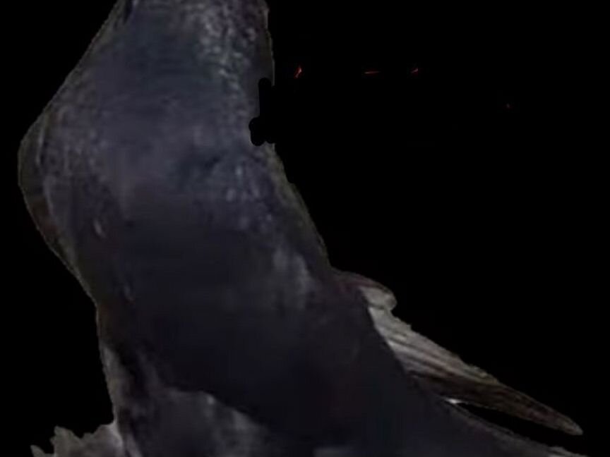 Голубь турецкие такла продажа арап пара