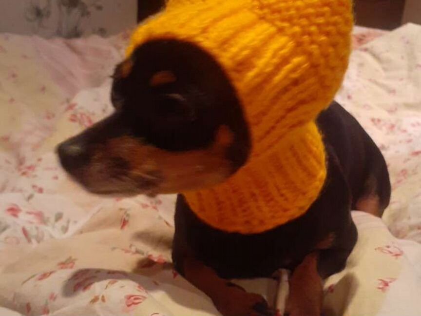 Шапочка для маленькой собачки