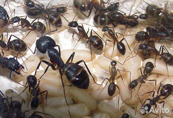 Муравьи Camponotus fellah